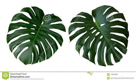 Monstera