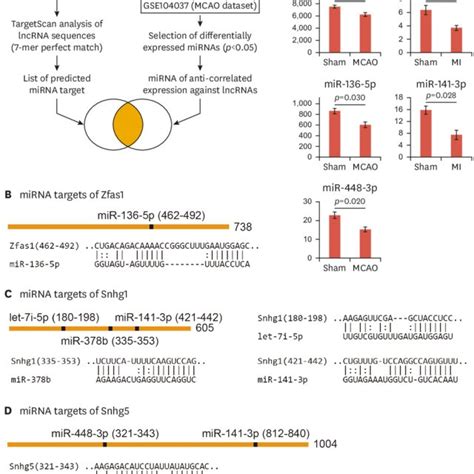 Analysis Of LncRNA Targeting MiRNA A Analysis Scheme To Identify