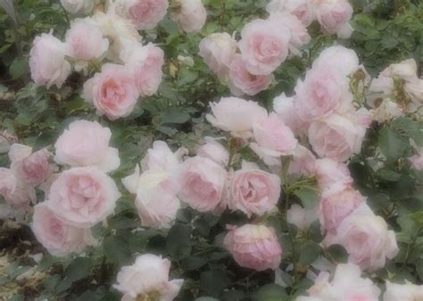 Cute Laptop Wallpaper Macbook Wallpaper Ipad Wallpaper Flower