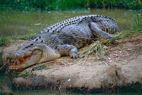 Cocodrilo marino características dónde vive y alimentación Resumen