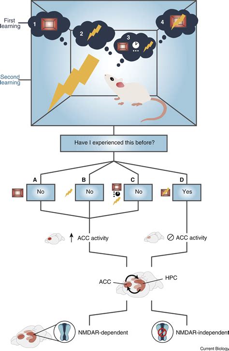 Cognitive Neuroscience Exciting Developments In Schematic Learning