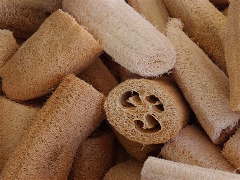 Qué es la luffa y para qué se utiliza Mediterranean Spirit