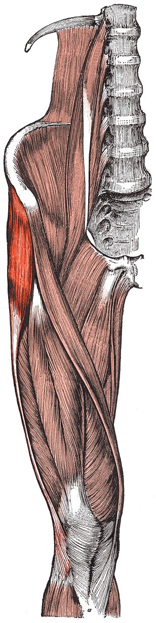 Tensor Fascia Lata Origin And Insertion