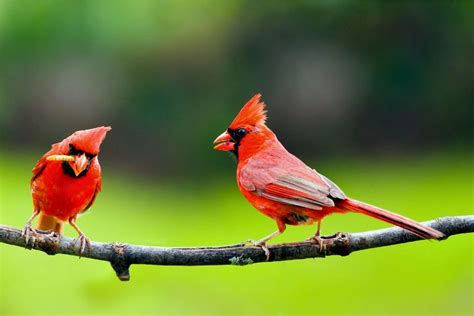 14 Types Of Red Birds In Ohio With Pictures Sounds BirdJoy