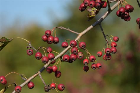 Naturaleza Arbusto Otoño Arbustos Foto gratis en Pixabay Pixabay