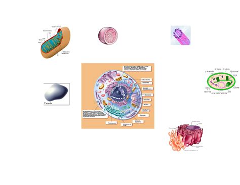 DOCX Infografia Del Citoplasma DOKUMEN TIPS