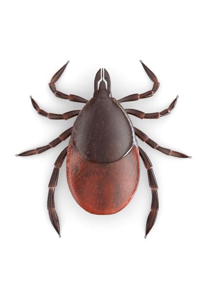 Garrapata Png