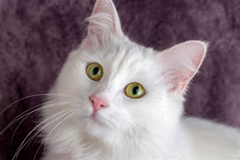 Ankara Kedisi Turkish Angora Kedi Cinsi ️