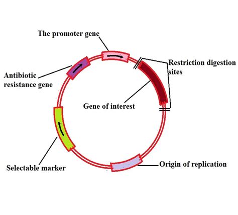 Recombinant DNA Technology Steps Applications And Gene Therapy