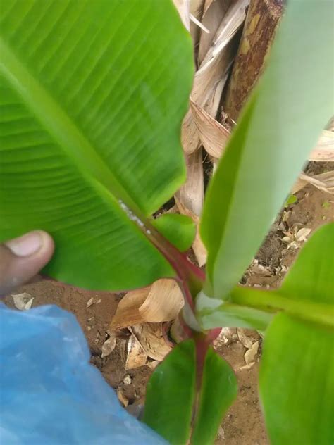Diferencias Entre Una Planta De Banana Y Una De Pl Tano Wiki Agronomia