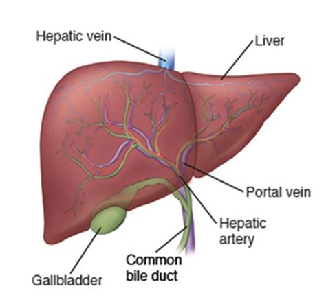 Diagram Of Liver