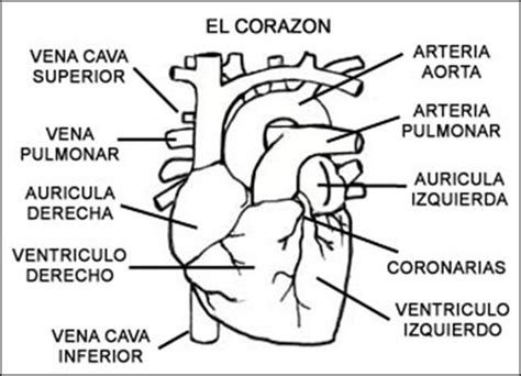 Cuentos De Don Coco SISTEMA CIRCULATORIO RESUMEN APARATO