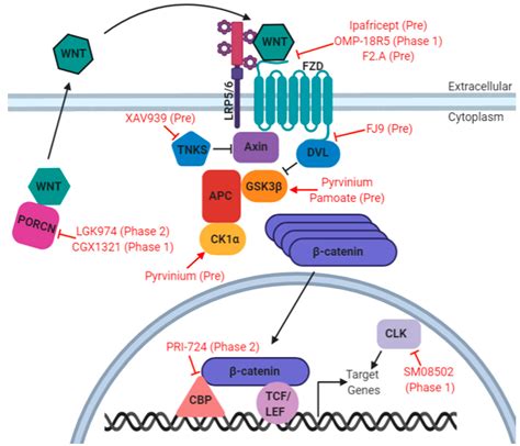 IJMS Free Full Text Wnt Signaling In Gynecologic Malignancies