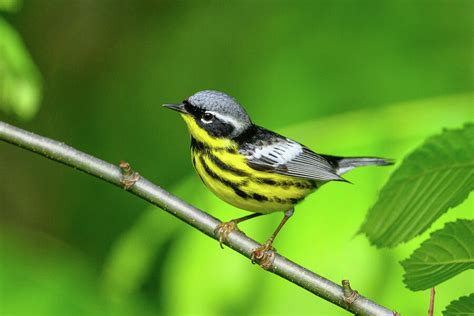 Magnolia Warbler At Farm Photograph By Julie Barrick Fine Art America