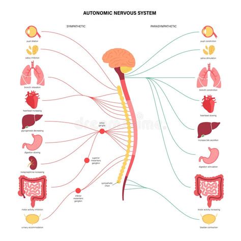 Autonom Nervsystemet Vektor Illustrationer Illustration Av Lumen