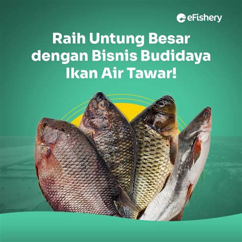 Raih Untung Dengan Bisnis Budidaya Ikan Air Tawar