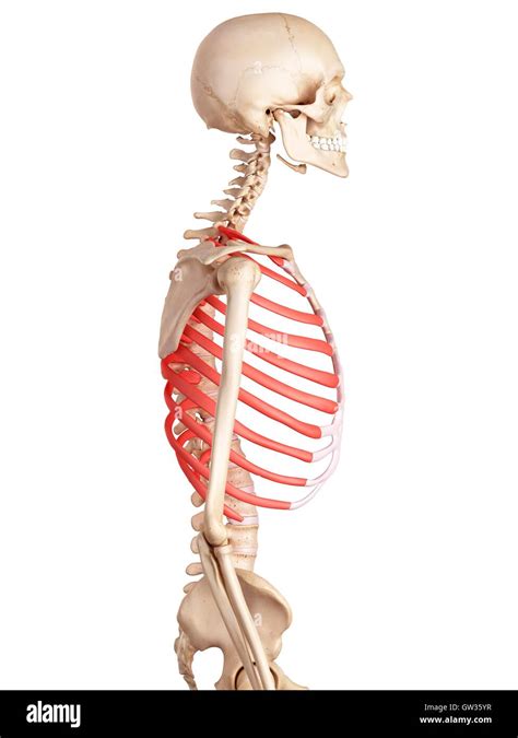 Human Ribcage Illustration Stock Photo Alamy
