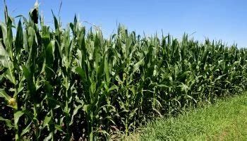 Agricultura ecológica ventajas y desventajas Euroinnova