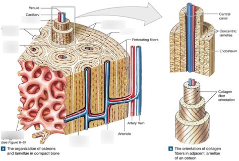 Structure Of Compact Bone Diagram Quizlet