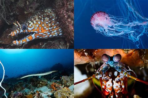 海の危険生物25種 この夏海辺で遊ぶ前に要チェック ダイビングと海の総合サイトオーシャナ