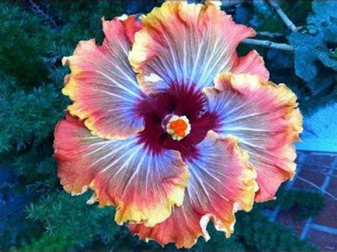 planflofru exoticas Flores exóticas