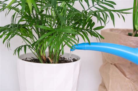Common Reasons For A Palm Tree Dying How To Revive It
