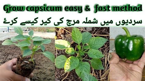 How To Grow Capsicum Easiest Way To Grow Bell Pepper Grow Shimla Mirch