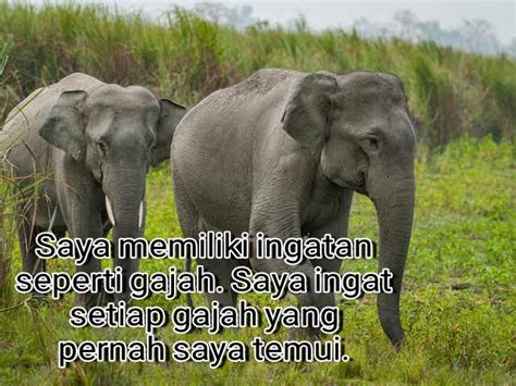 Quote Kata Mutiara Bijak Tentang Hewan Gajah