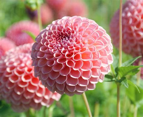Khám phá ảnh các loài hoa đẹp nhất thế giới và thông tin chi tiết