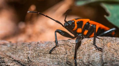 How To Get Rid Of Boxelder Bugs Forbes Home