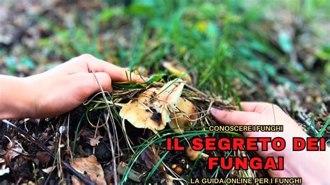 Funghi Prugnoli Come Trovare Nuove Prugnolaie Conoscere I Funghi