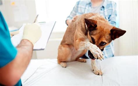 Tumeurs chez les chiens Types symptômes et traitement