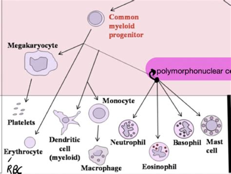 Innate Immunity Flashcards Quizlet