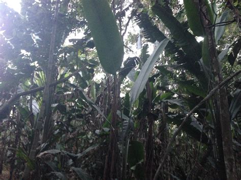 James Hill On Twitter Bolivia Fieldwork Phenakospermum Grove