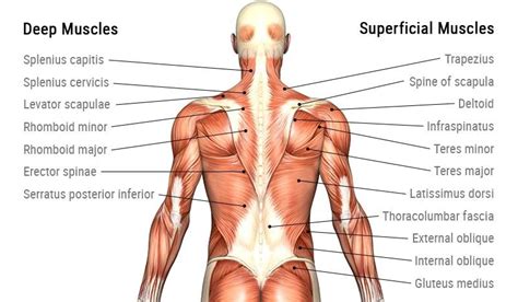 Muscles Of The Back Diagram Quizlet