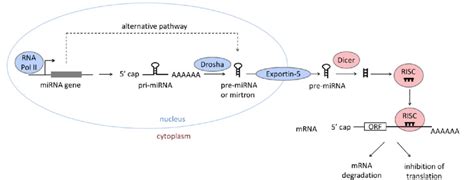 A Schematic Representation Of The Biogenesis Of Mirnas And Their