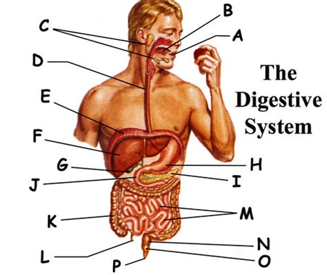 Week Digestive Structures A P Ii Lab Exam Missing J