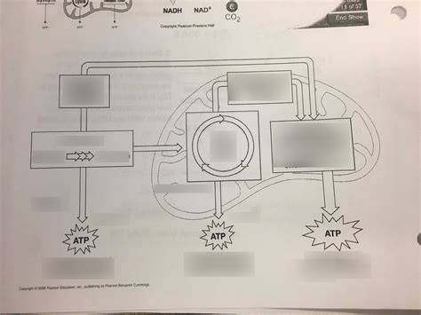 Cellular Respiration Diagram Diagram Quizlet
