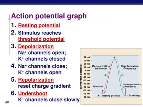 Action Potential Explained Step By Step