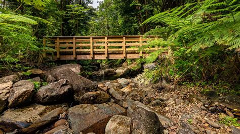 A Wooden Bridge In El Yunque National Forest Puerto Rico Windows
