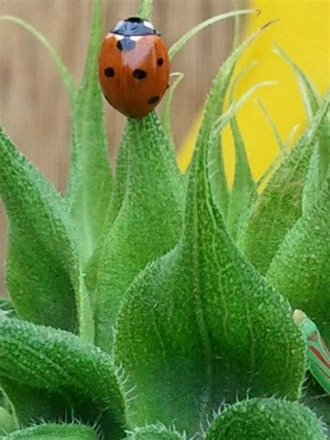 A Lady Bug Sitting On Top Of A Green Plant