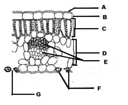 Blank Leaf Diagram