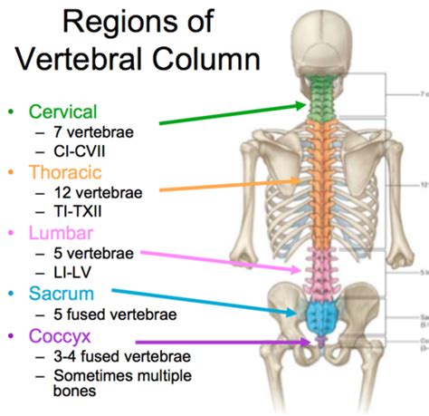 Anatomy Lecture Vertebral Column Spinal Cord Flashcards Quizlet