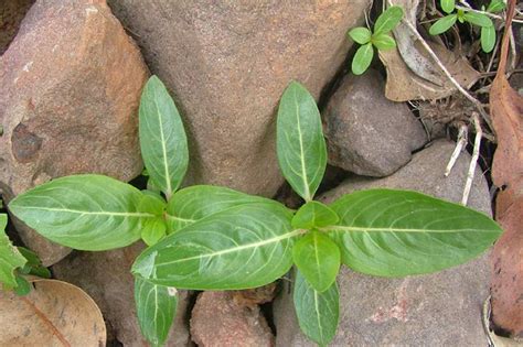 Madagascar Periwinkle Facts And Health Benefits