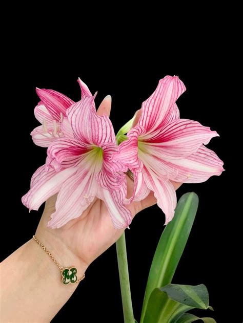Ghim C A Lina Bond Tr N Amaryllis Hippeastrum