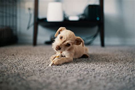 Técnicas para hacer que tu cachorro haga pipí en un solo lugar NeoStuff
