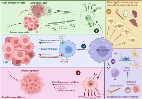 Figure From The Interface Of Tumour Associated Macrophages With Dying