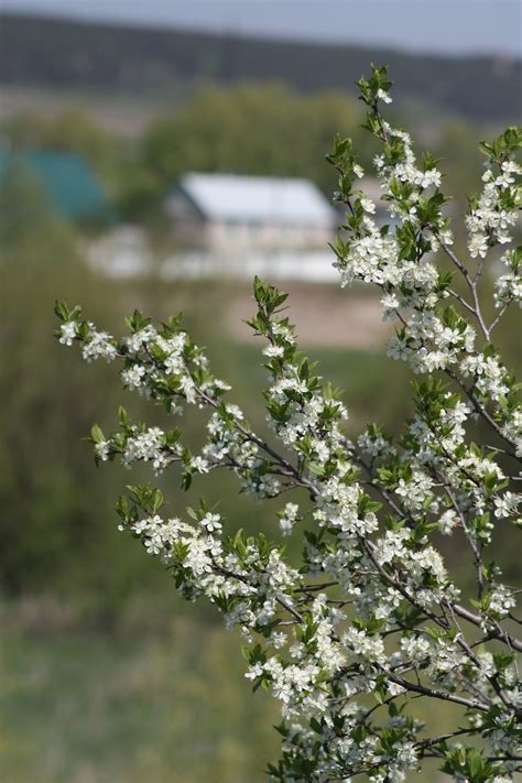 Free Images Landscape Branch Blossom White Meadow Sunlight Leaf