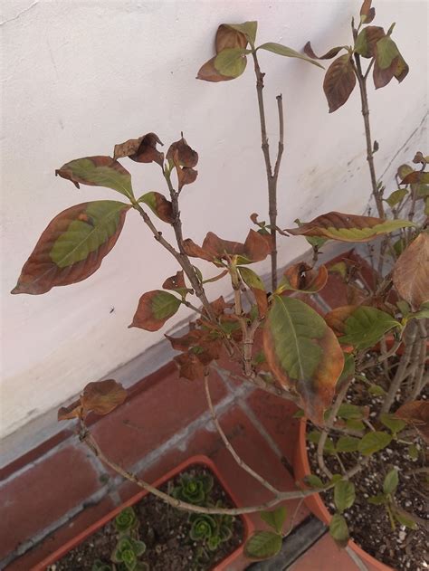 JAZMIN DEL CABO GARDENIA Con Hojas Marrones Y Pelado Ayuda