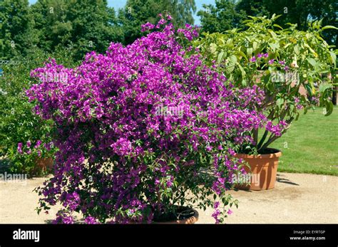 Bougainvillea Glabra Spectabilis Stock Photo Alamy